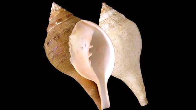 Exposed: Illegal Conch Shells - Lanka News Line
