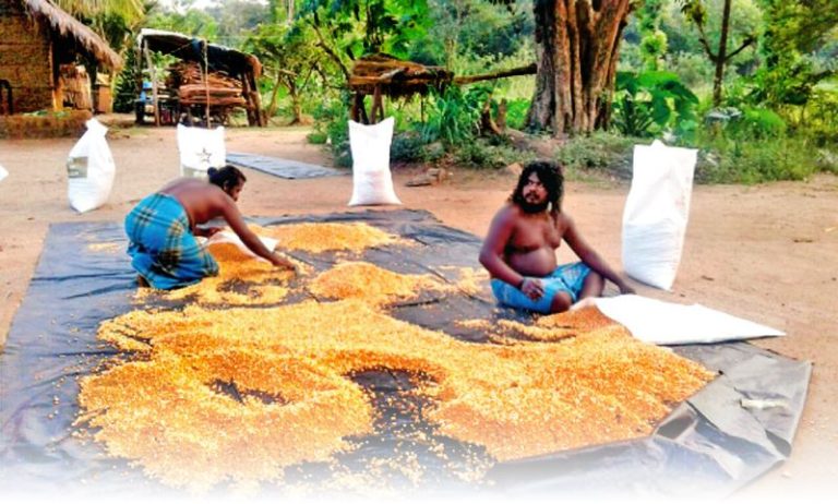Vaddha Food:Hidden Nutritional Power - Lanka News Line