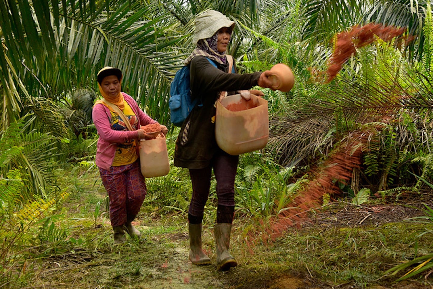 Palm Oil Deforestation in Indonesia - Lanka News Line