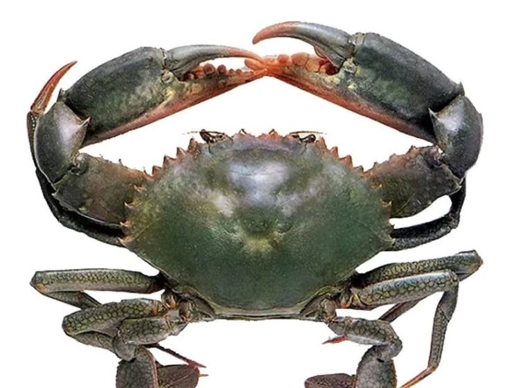 Laws for the Mud Crab - Lanka News Line