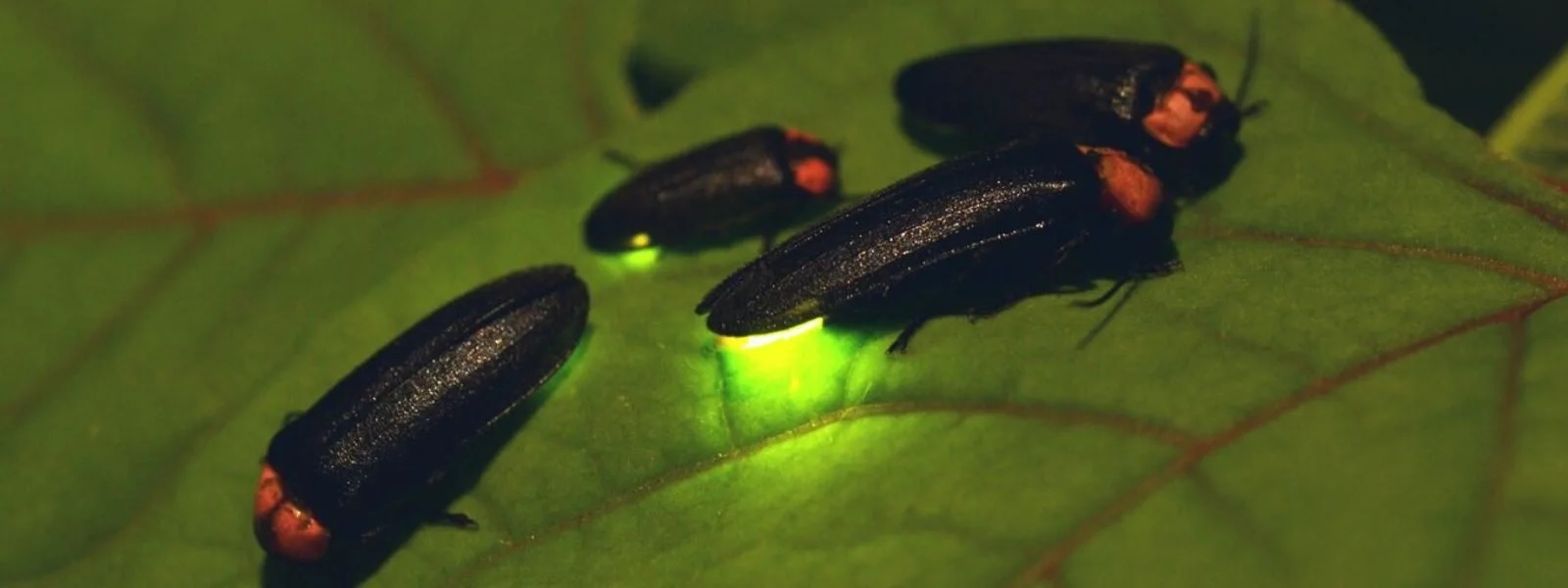 Unique Fireflies - Lanka News Line
