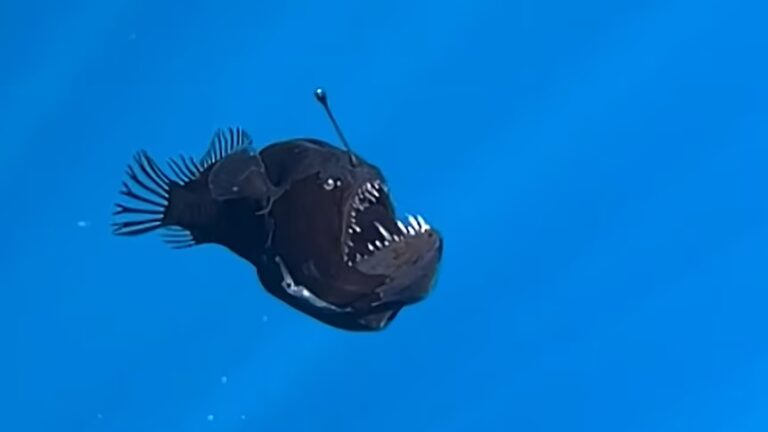 Rare Footage of Black Seadevil Captured in Canary Islands - Lanka News Line